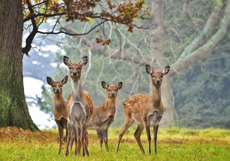 Wildtiere in Dalsland: Entdecke die Tierwelt Schwedens